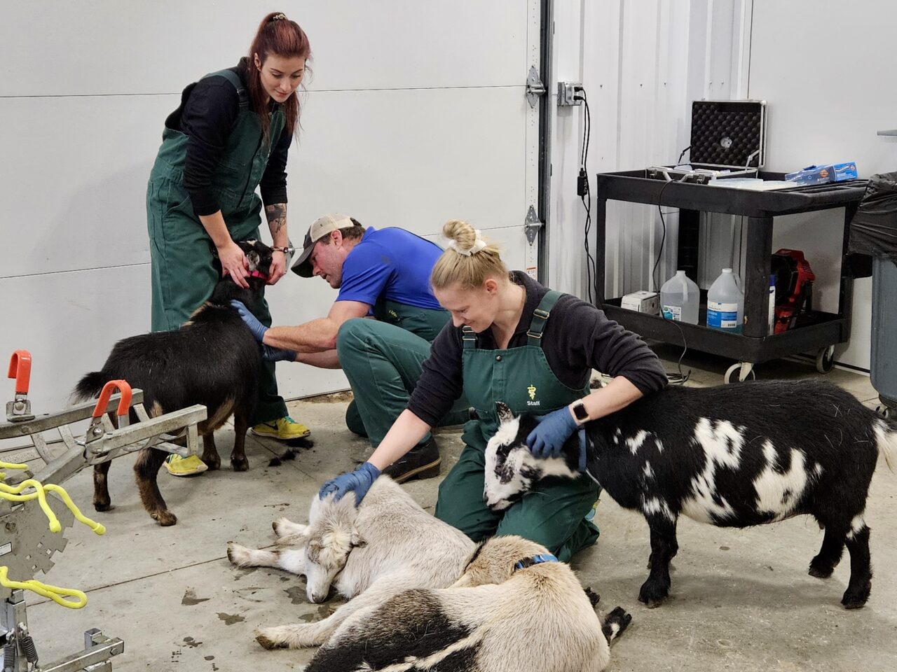 Small Ruminant Services - GenOvations