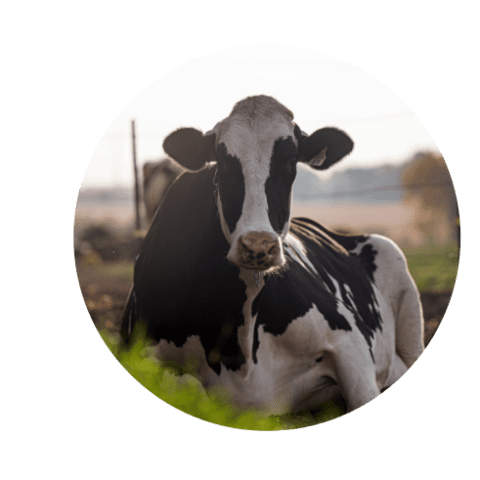 GenOvations | Bovine & Small Ruminant Embryo Transfer and IVF